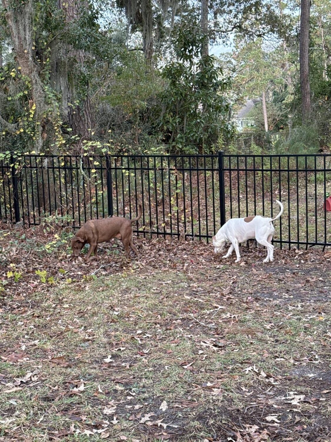 Missing dogs – Talahi Lake